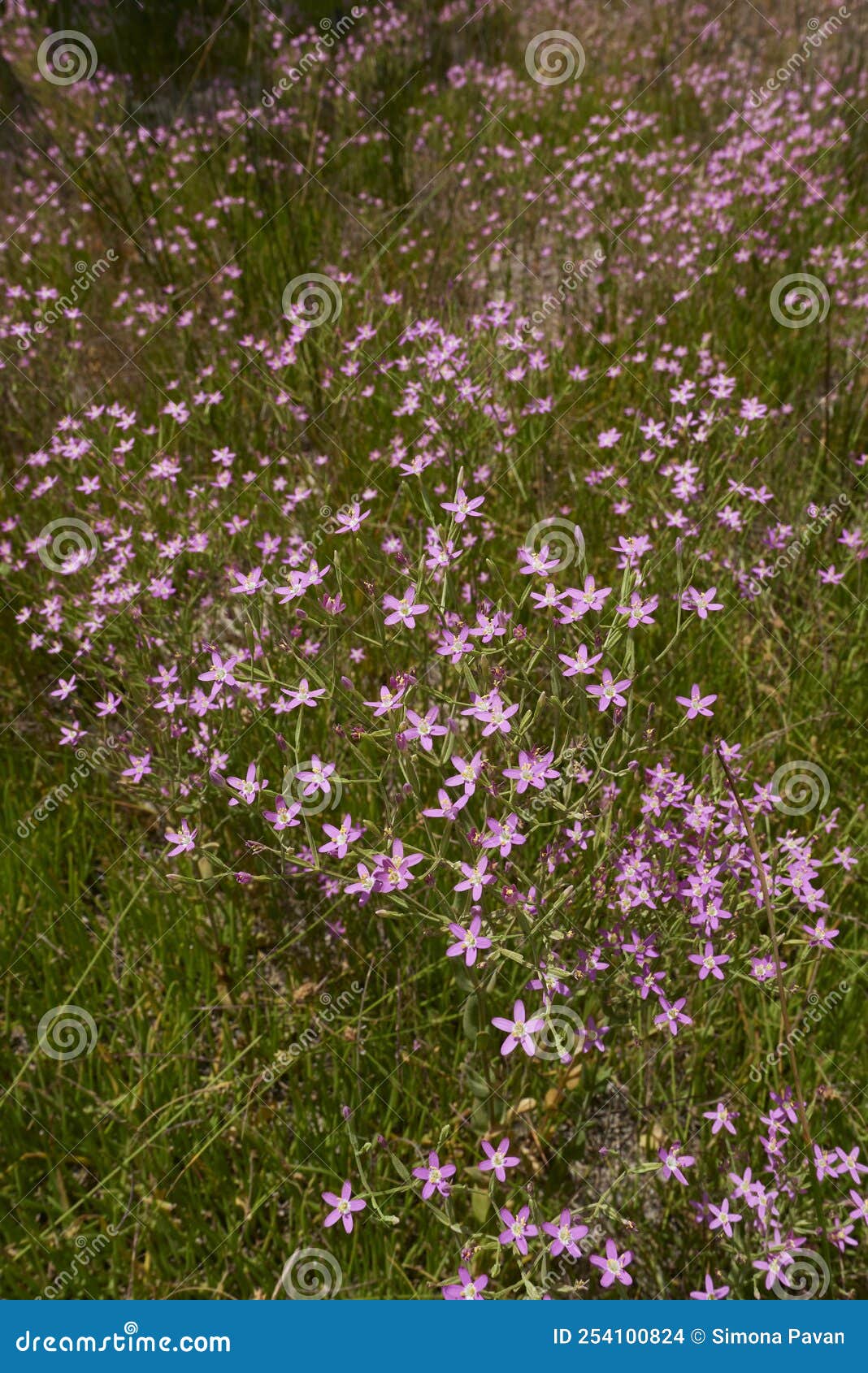 Centaurium Pulchellum in Bloom Stock Photo - Image of outdoor, centaury ...