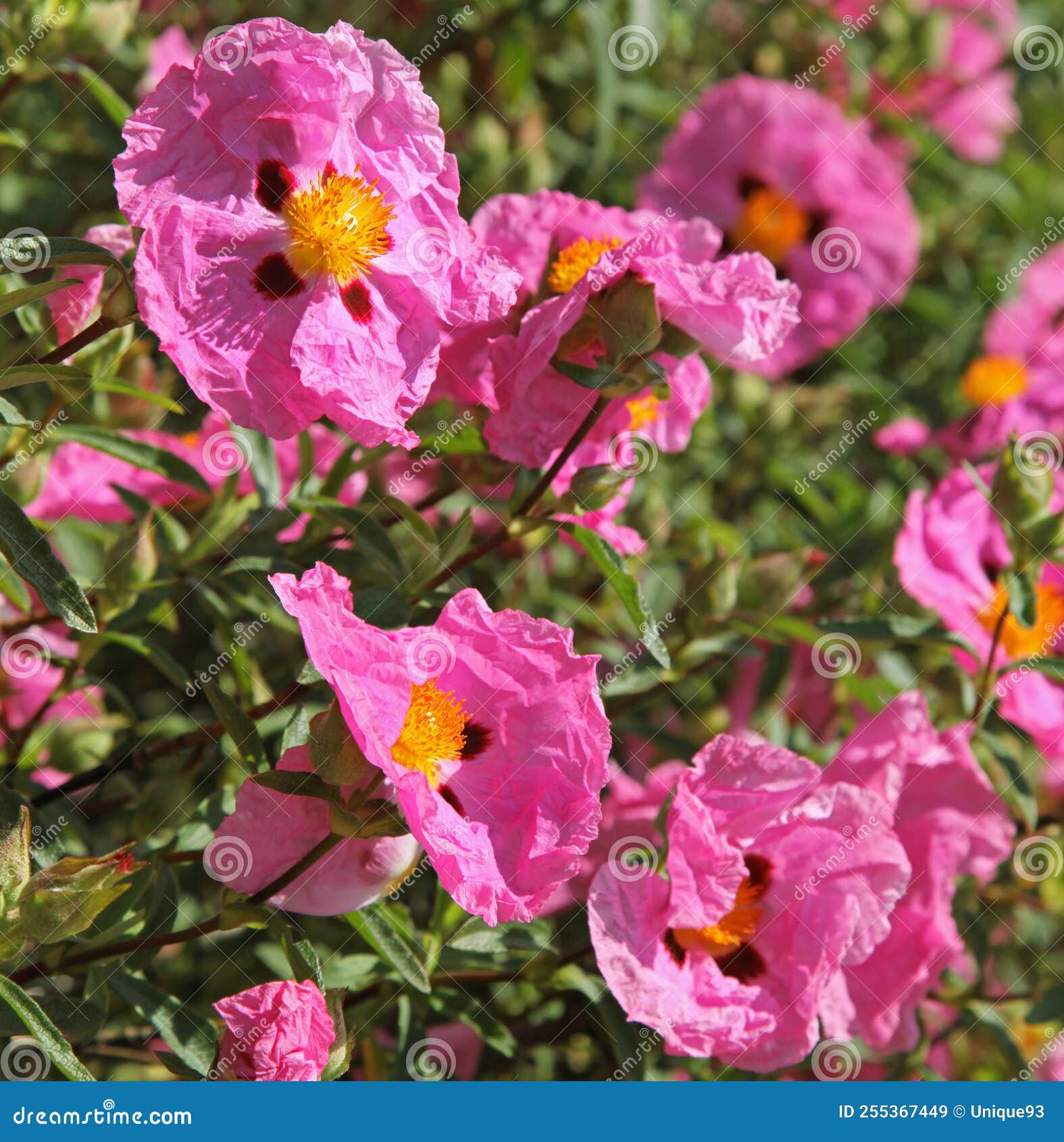 Purple Flowers of Cistus Purpureus Stock Image - Image of purpureus ...