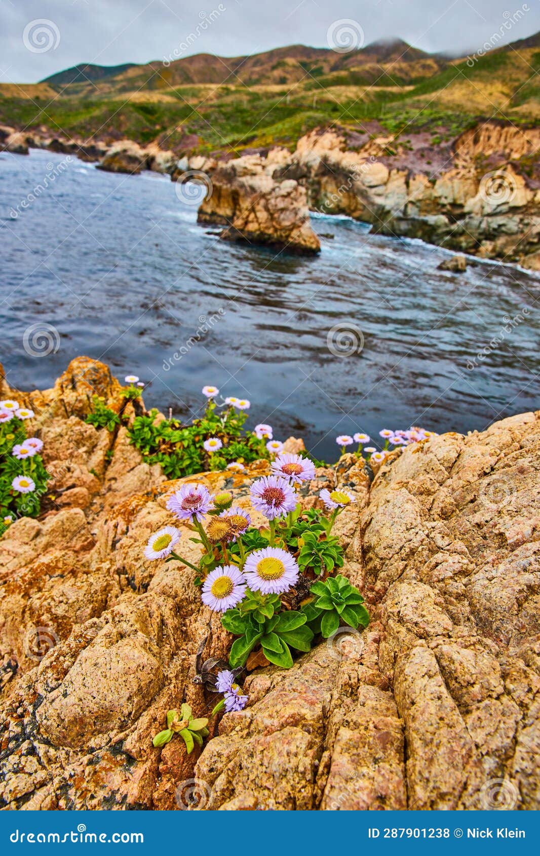 Purple Flowers on Cliff with Ocean and Cliff Face with Distant Hills ...
