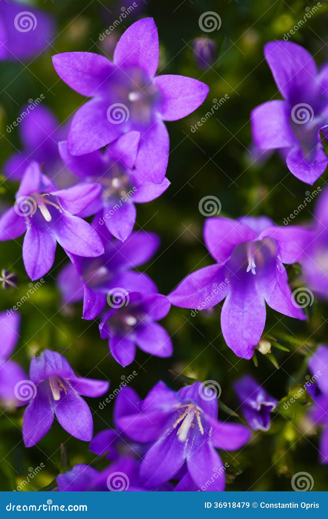 Purple flowers stock image. Image of growing, summer - 36918479