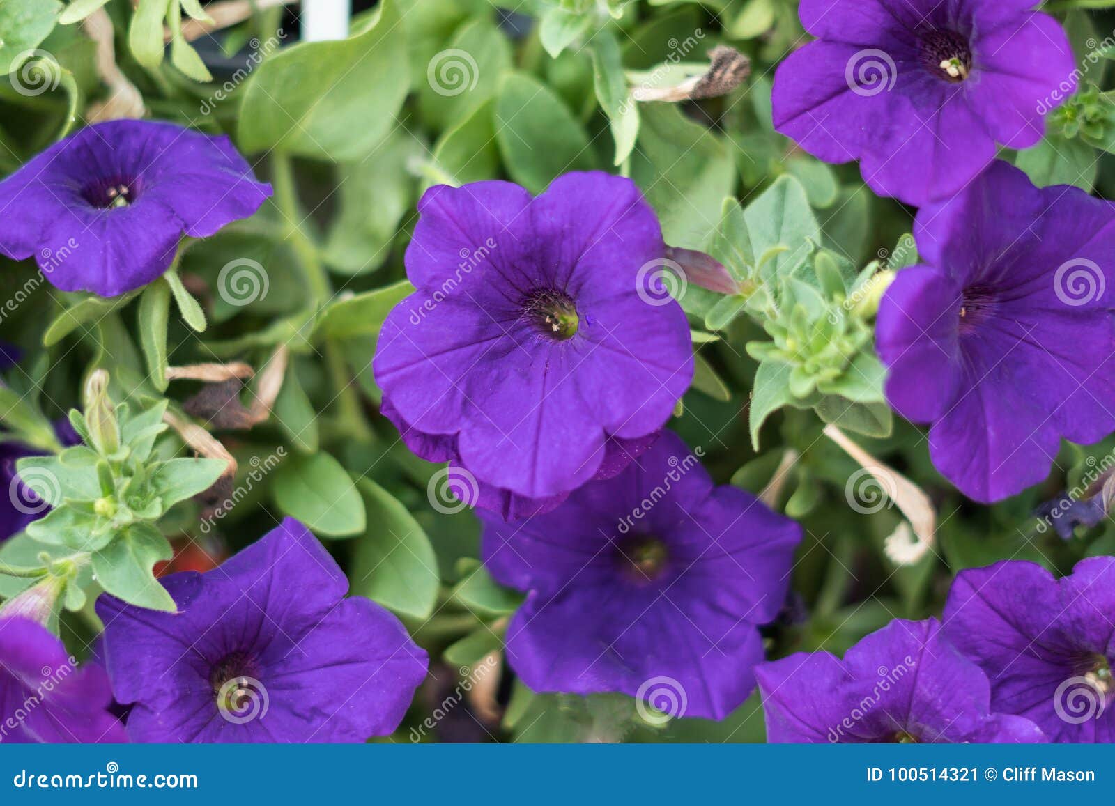 Purple Flowers stock image. Image of flowers, petunia - 100514321