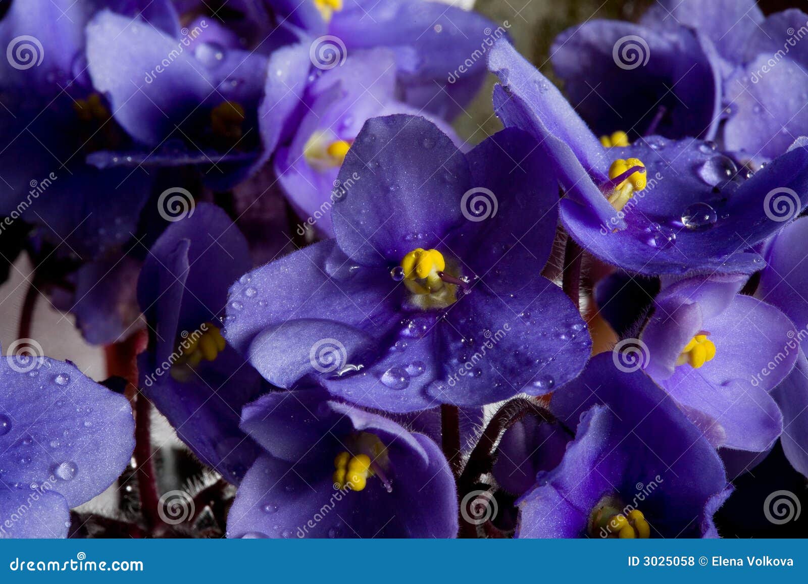 Purple flowers and drops stock photo. Image of bright - 3025058