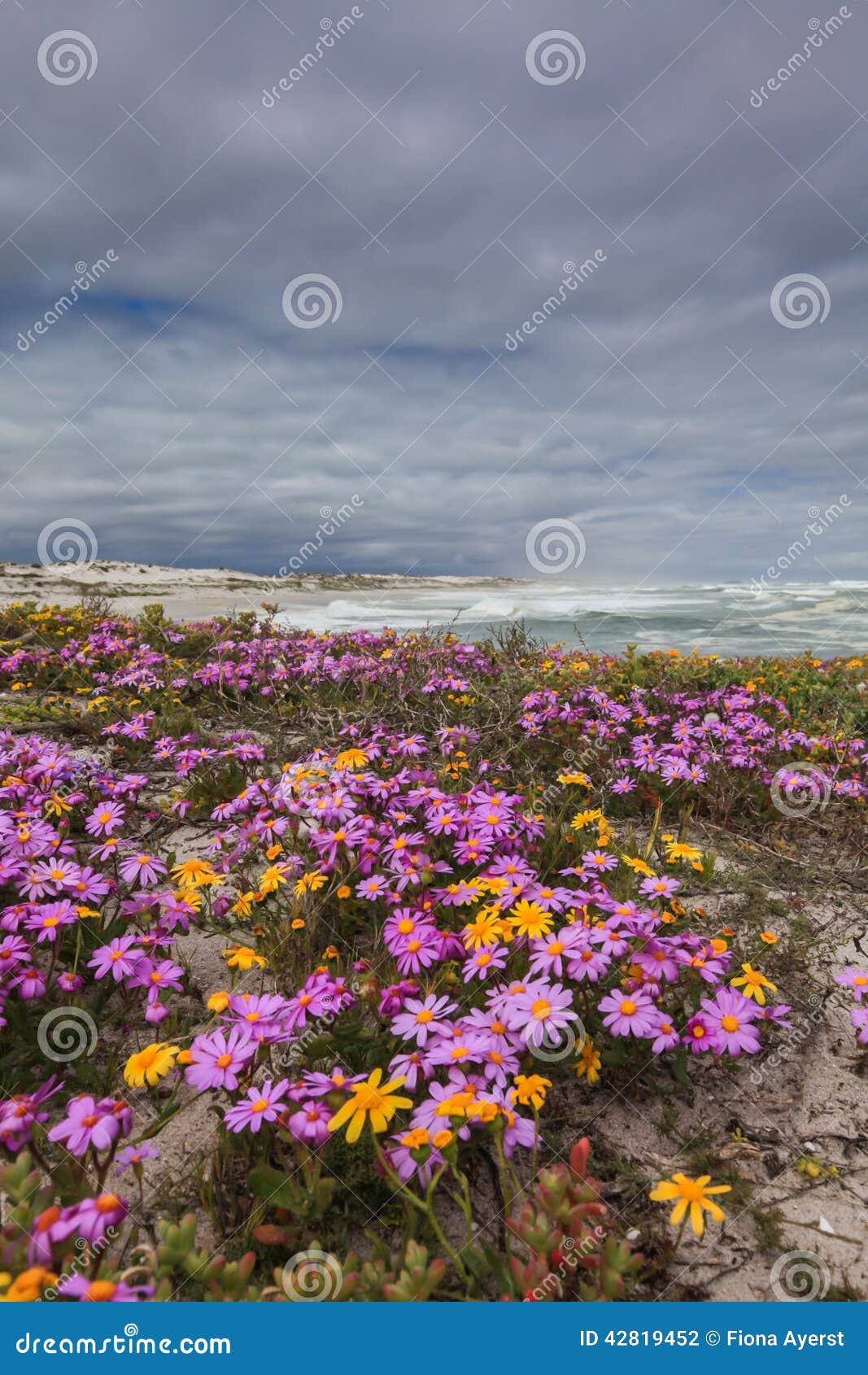 Purple Flowers on the Dunes Stock Photo - Image of pinkflowers, flowers ...
