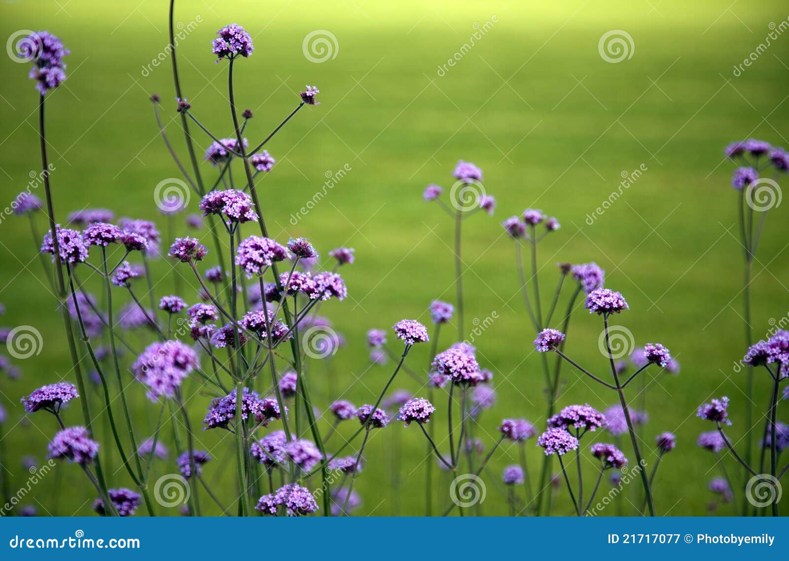 Purple Flowers in the Field Stock Image - Image of grass, sunshine ...