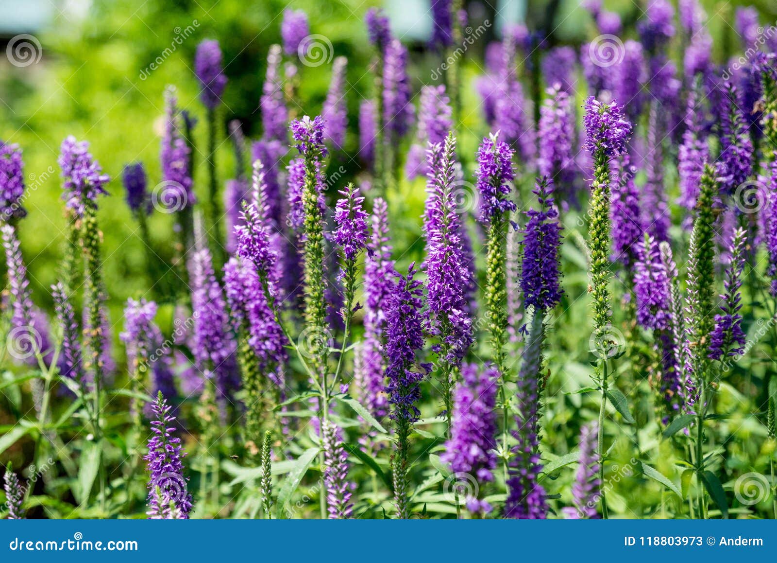 Purple Flowers on the Field Stock Image - Image of landscape, beautiful ...