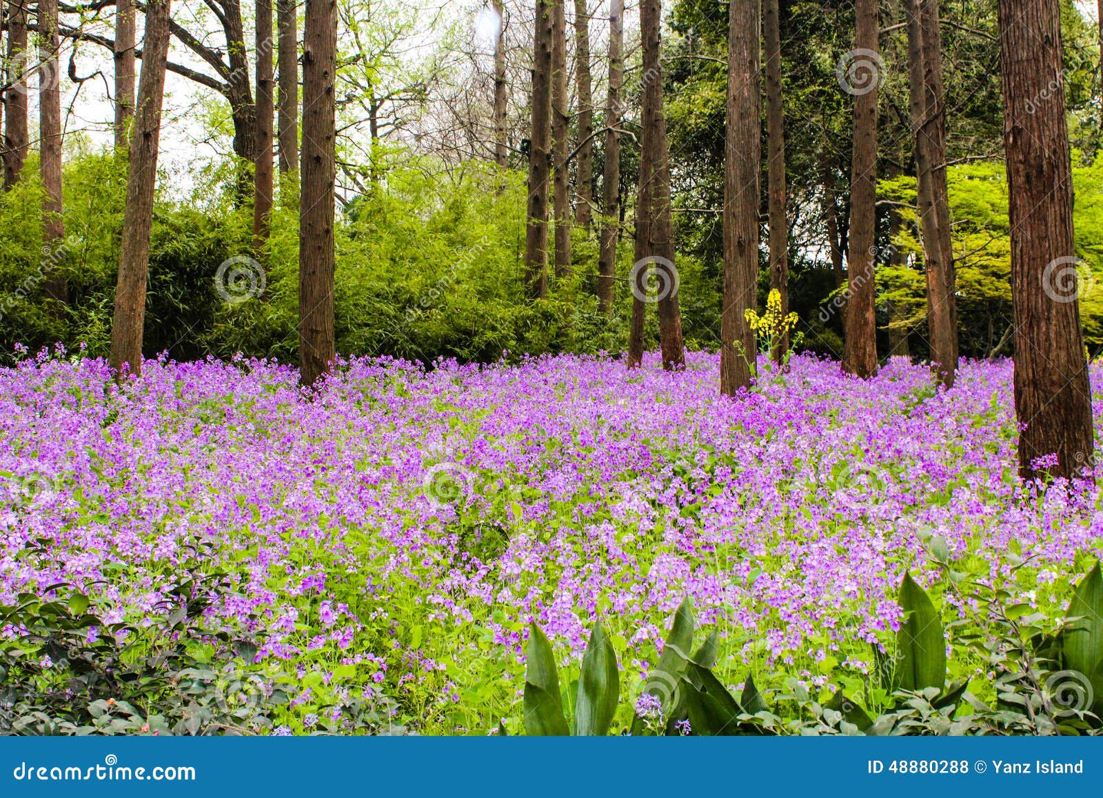 Purple Flowers in the Forest Stock Photo - Image of spring, wood: 48880288
