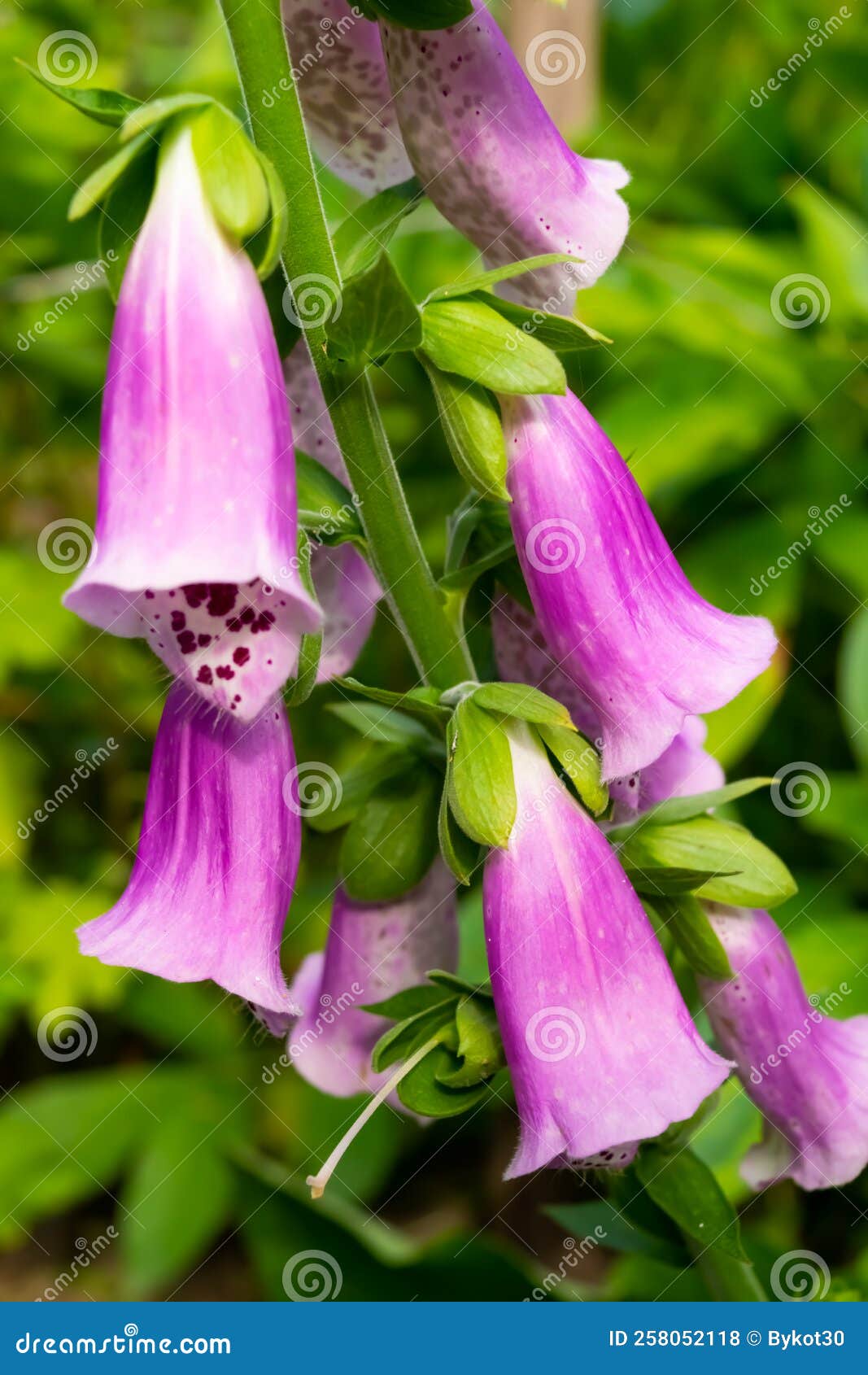 Purple Flowers Foxglove in the Garden, Close-up. Stock Photo - Image of ...