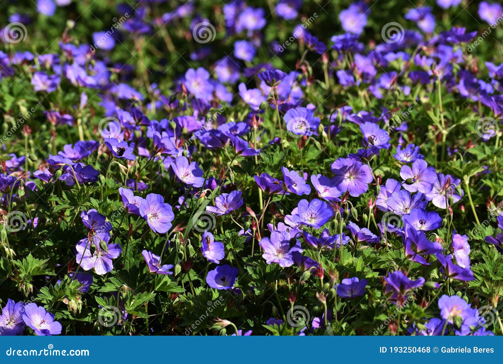 Geranium Rozanne Flowers, in the Garden. Stock Photo - Image of bush ...