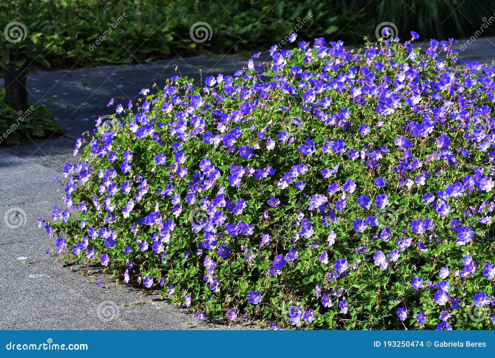 Geranium Rozanne Flowers, in the Garden. Stock Photo - Image of grass ...