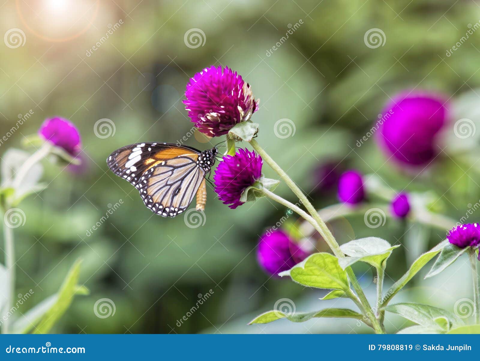 Purple Flowers (Globe Amaranth) Stock Image - Image of orange, biology ...