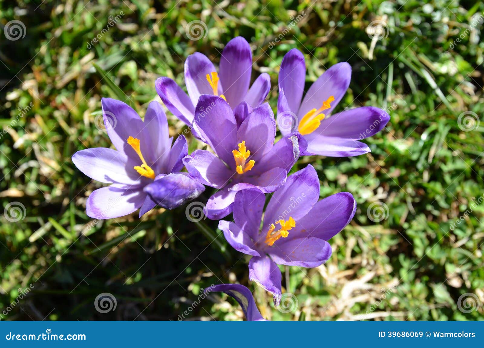 Purple Flowers in the Green Grass at Early Spring Stock Image - Image ...