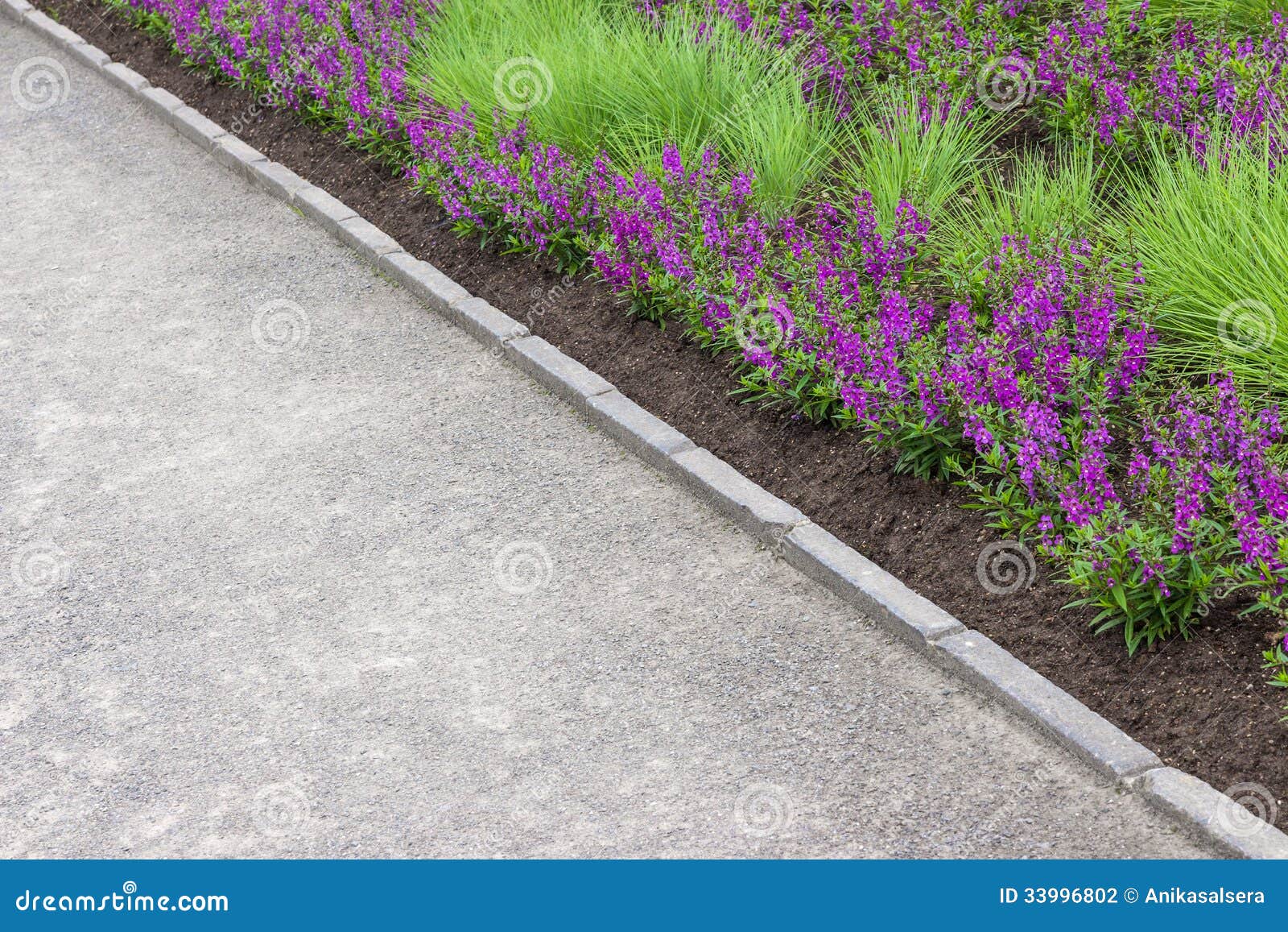 Purple Flowers Growing Along the Pathway Stock Photo - Image of ...