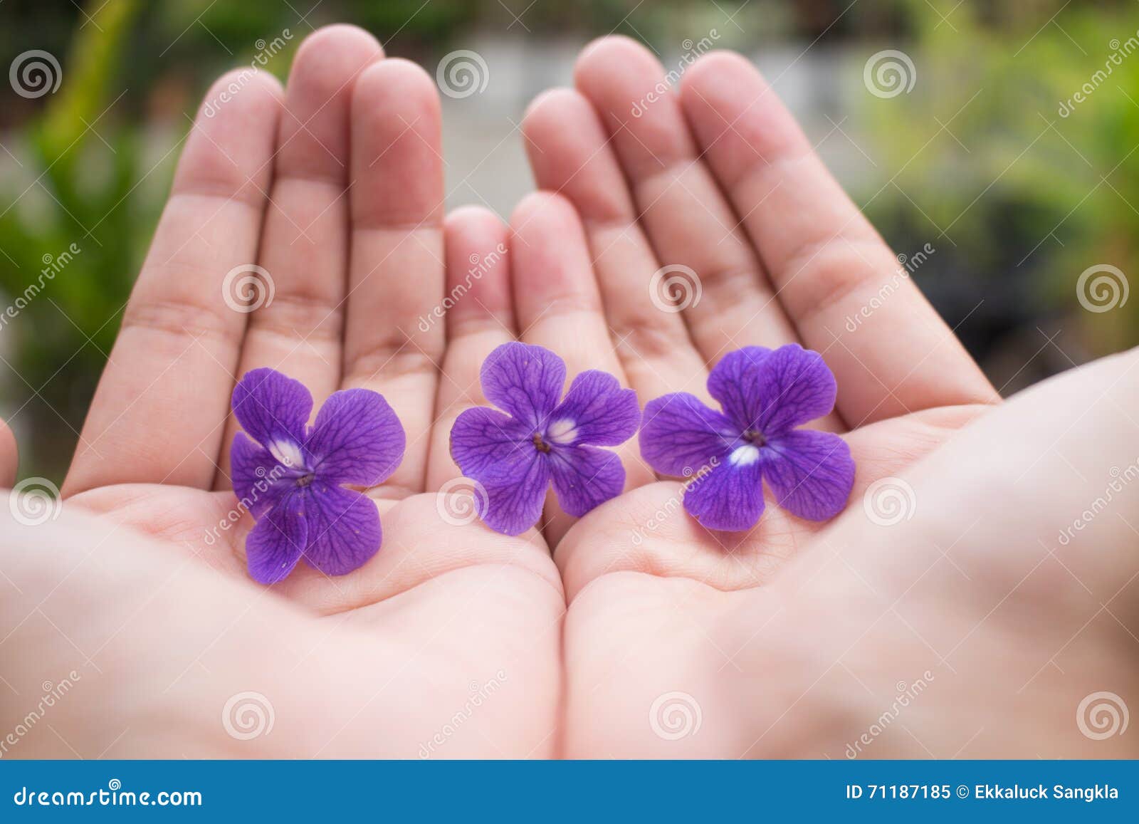 Purple Flowers on Hand of the Girl Stock Image - Image of flower, skin ...