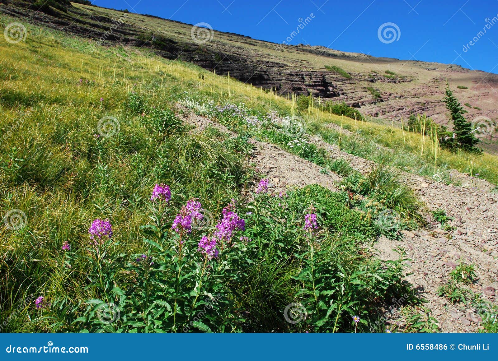 Purple Flowers on Hiking Trail Stock Photo - Image of park, place: 6558486
