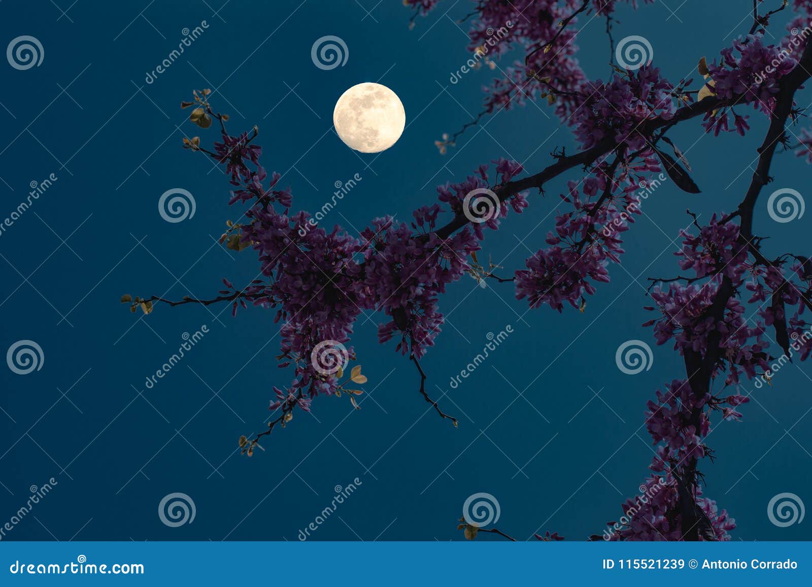 Flowers under the moon stock image. Image of flowers - 115521239