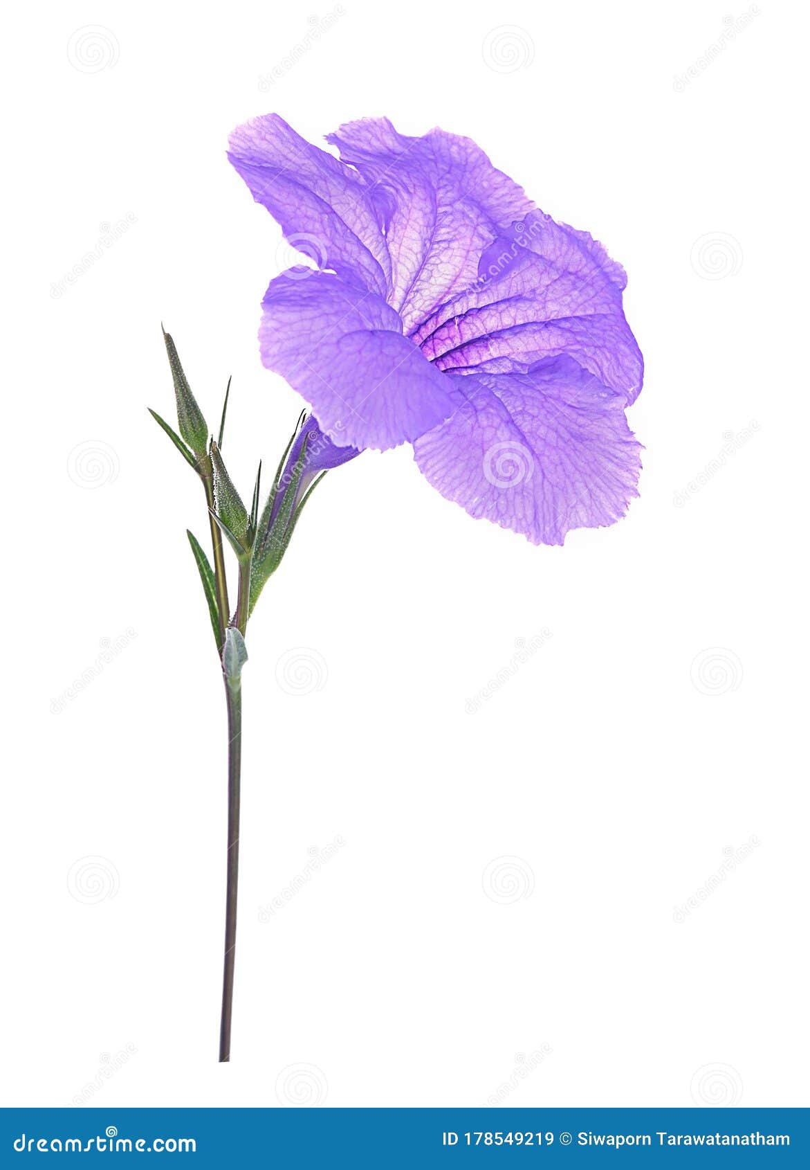 Purple Flowers Isolated on White Background Stock Image - Image of ...