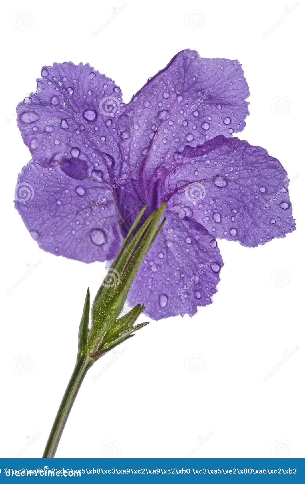 Purple Flowers Isolated On White Background Stock Photo - Image: 50971823