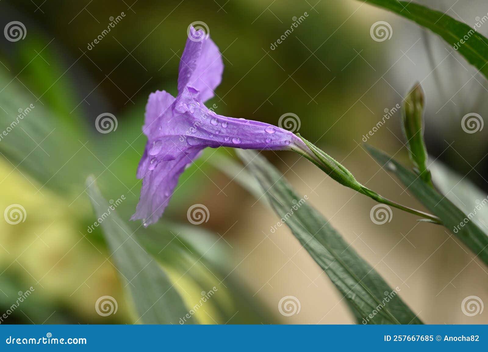 Purple flowers on its stem stock image. Image of floral - 257667685