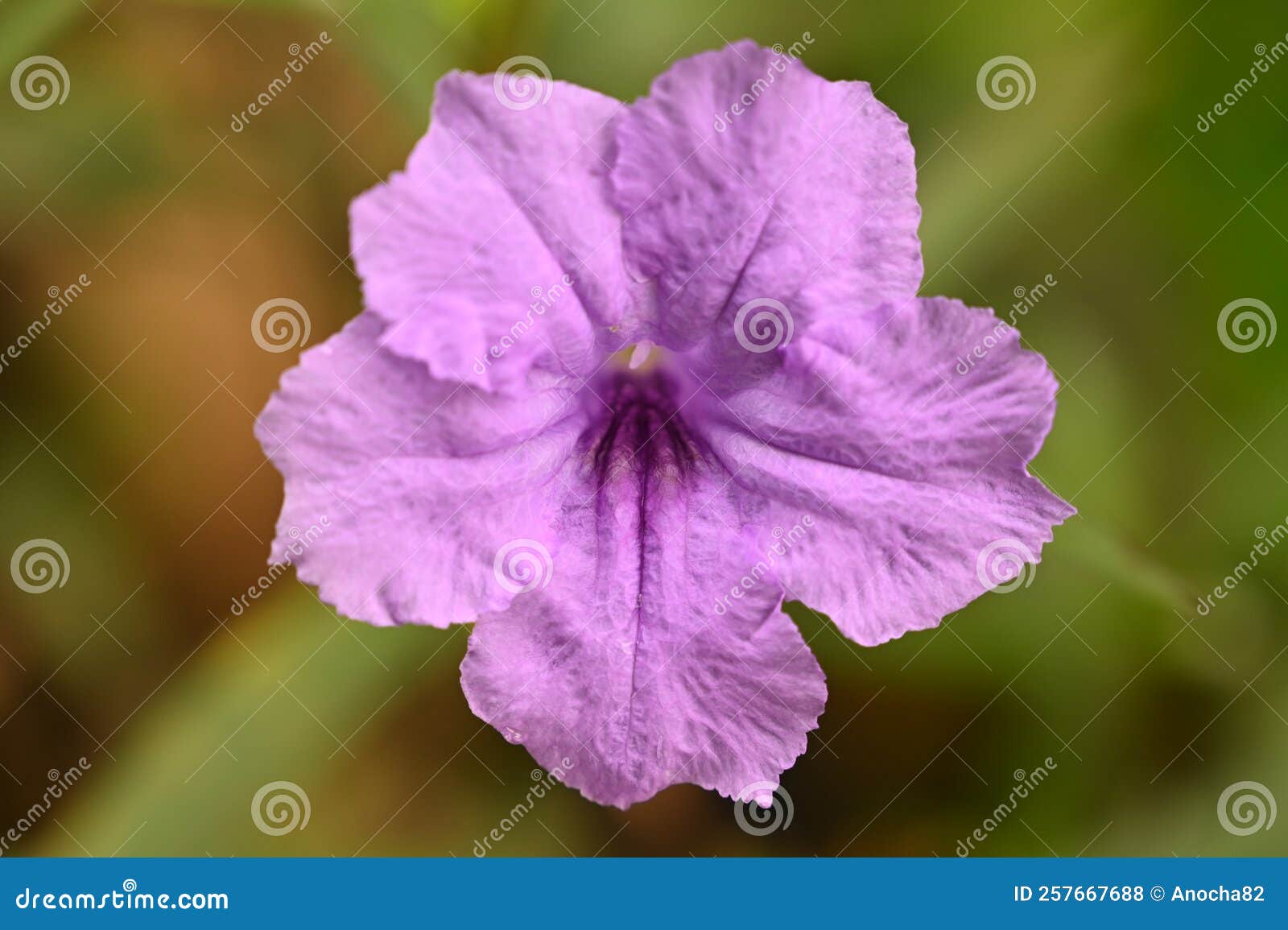 Purple flowers on its stem stock photo. Image of spring - 257667688