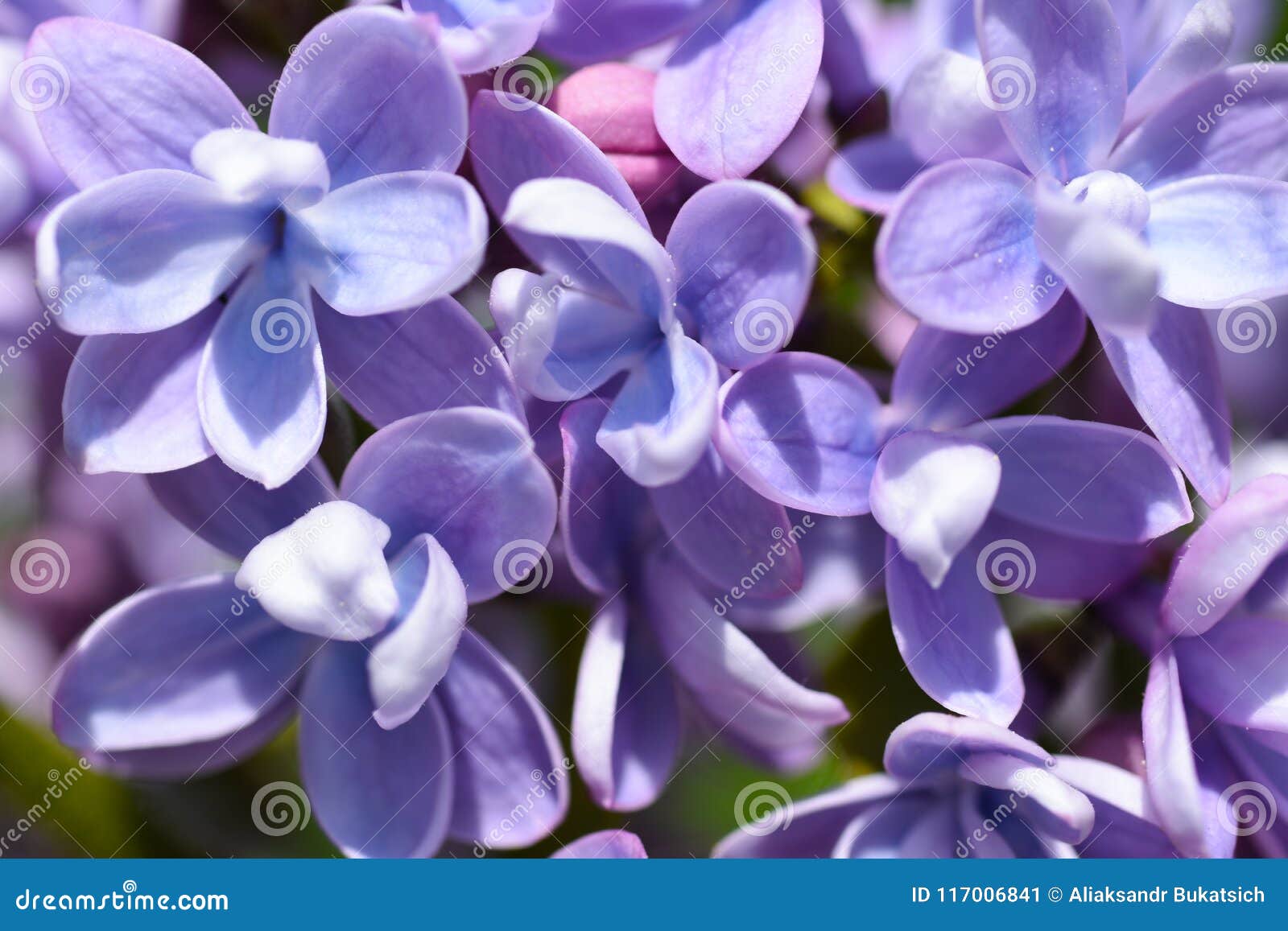 Purple Flowers of a Lilac Bush Bloom in Spring, Close Up Stock Image ...