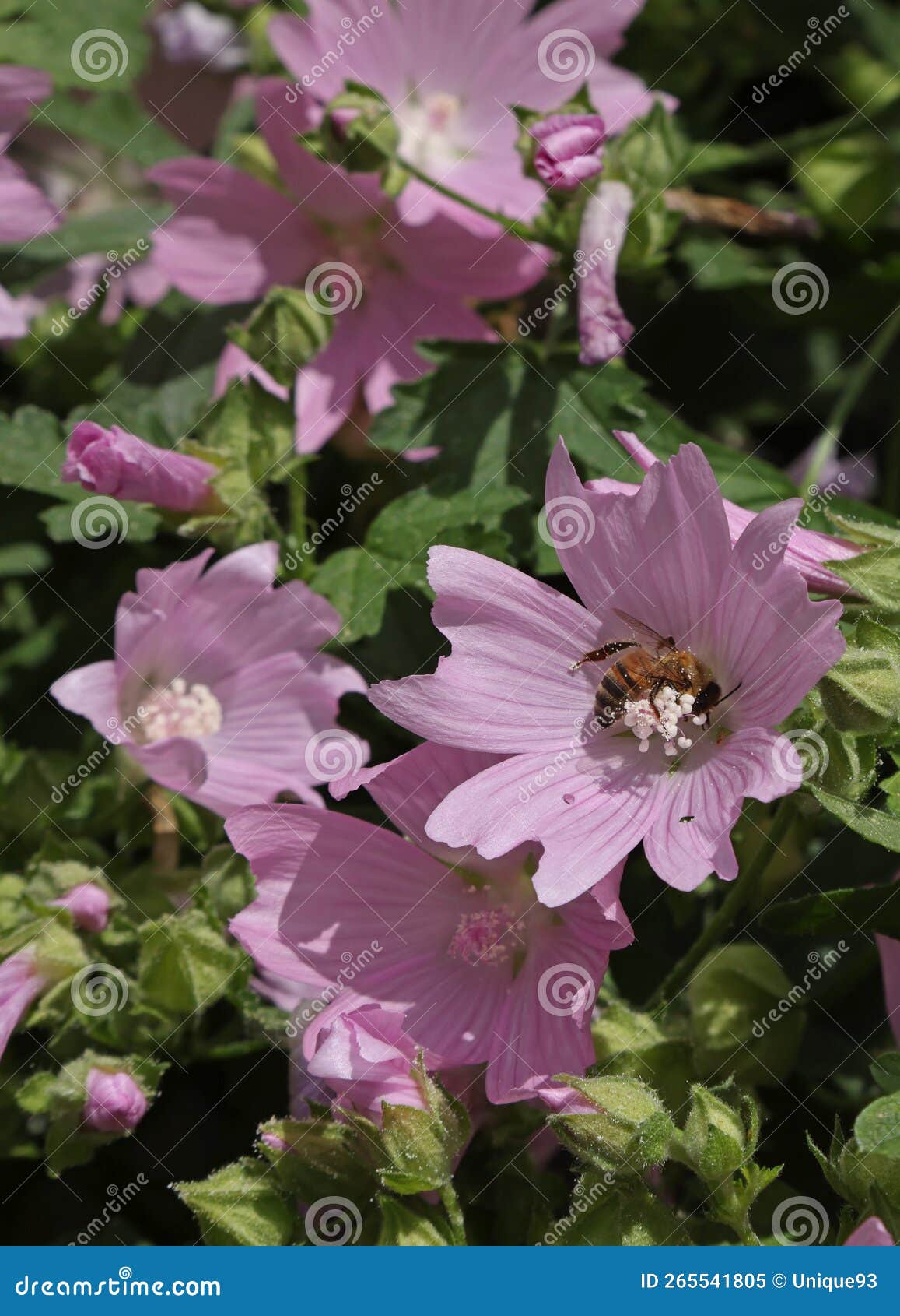 Purple Flowers of Malva Alcea Stock Image - Image of botanical, purple ...