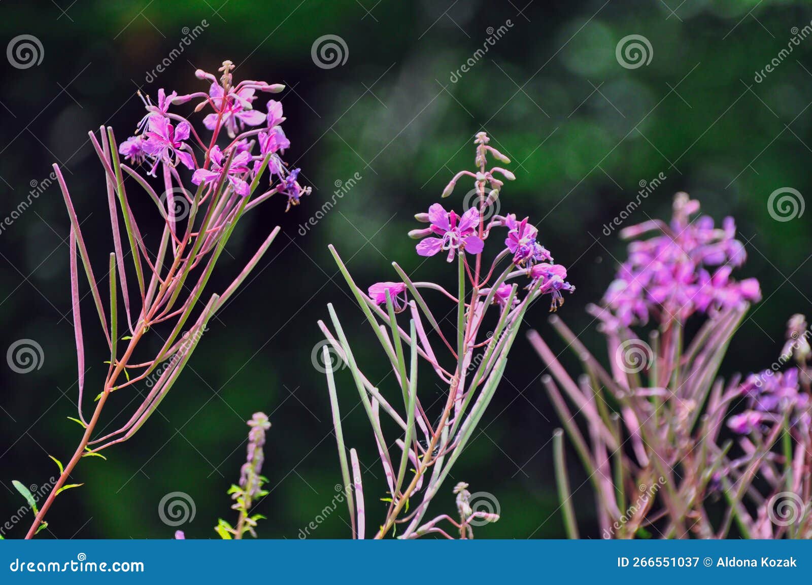 Purple Flowers in a Meadow in the Mountains Willowherb Stock Image ...