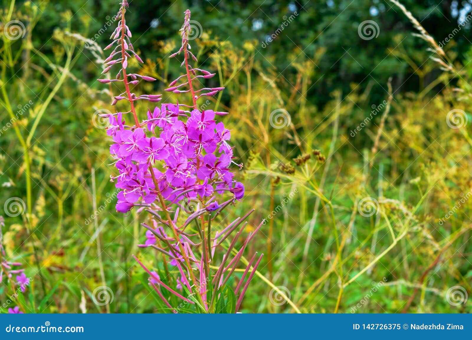 Purple Flowers, Medicinal Fireweed, Blooming Fireweed Stock Image ...