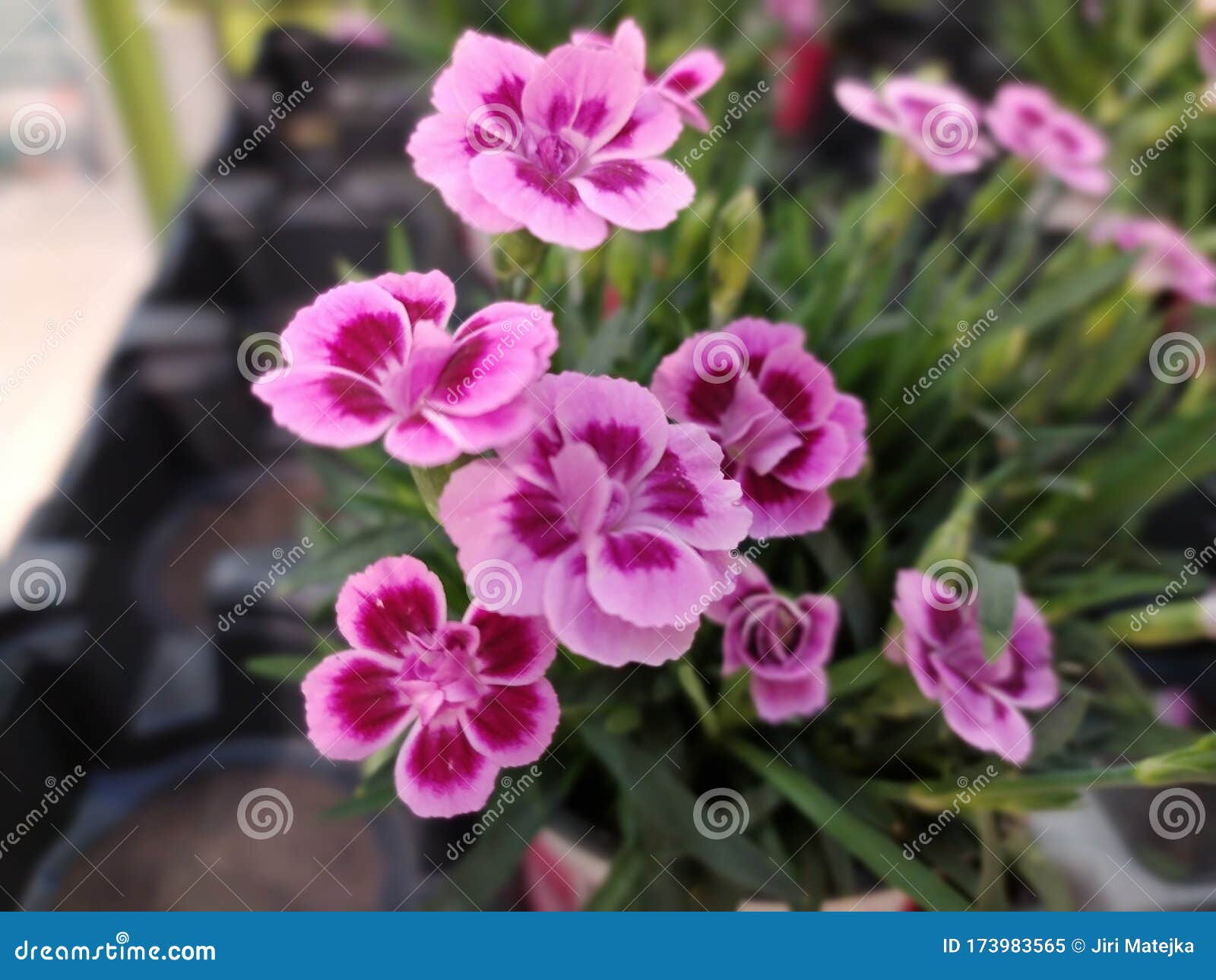 Purple Flowers of Mini Carnation Stock Image - Image of purple, garden ...
