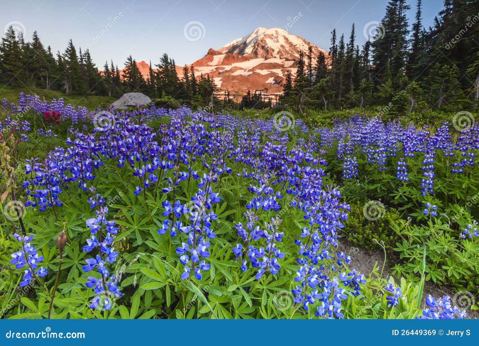 Purple Flowers and Mountains Stock Image - Image of leisure, hayfever ...