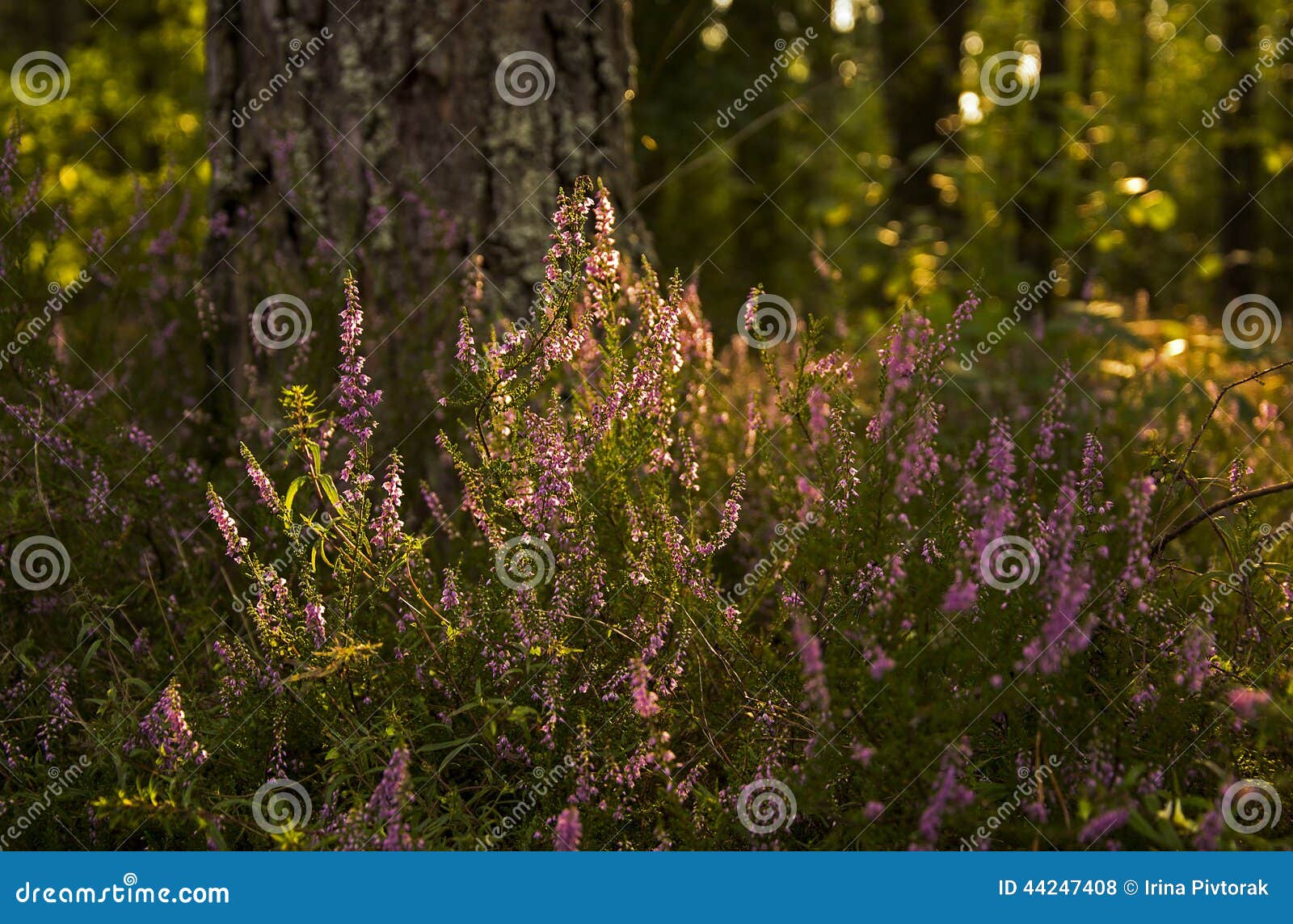 Purple flowers near a tree stock photo. Image of purple - 44247408