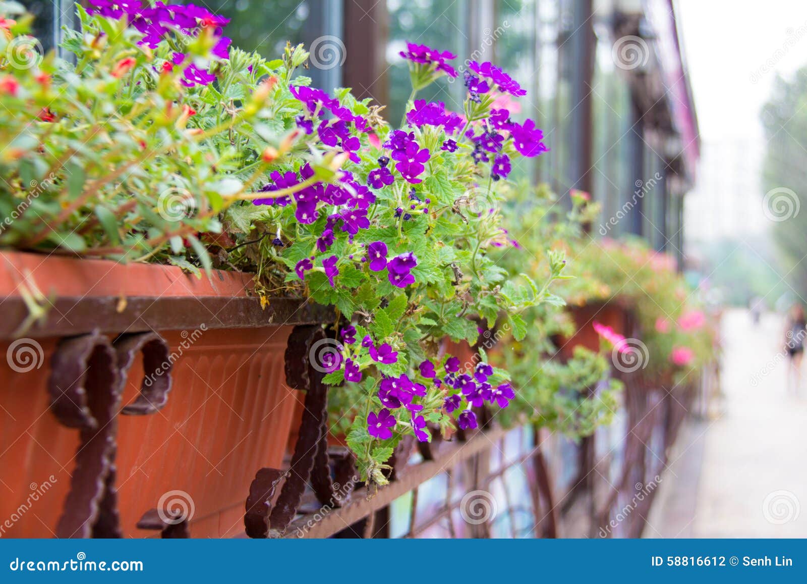 Purple Flowers Outside the Window Stock Photo - Image of windowsill ...