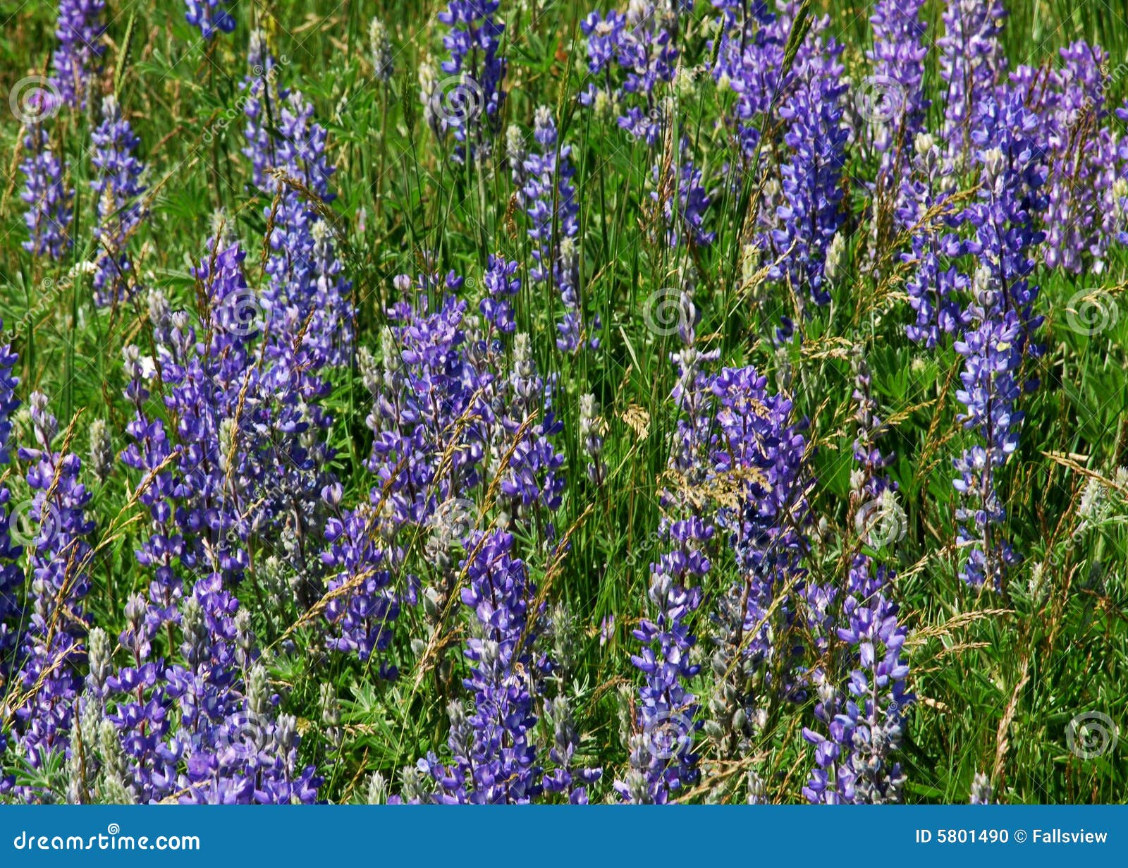 Purple flowers on prairie stock photo. Image of background - 5801490
