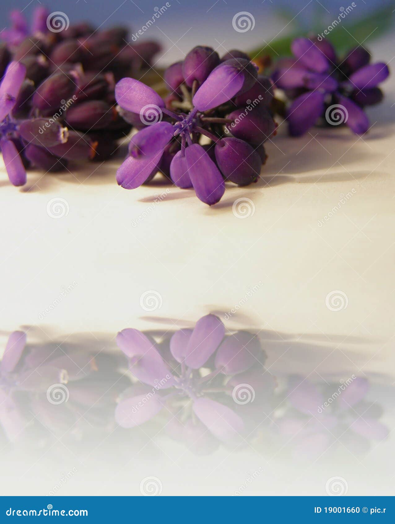 Purple Flowers with Reflection Stock Illustration - Illustration of ...