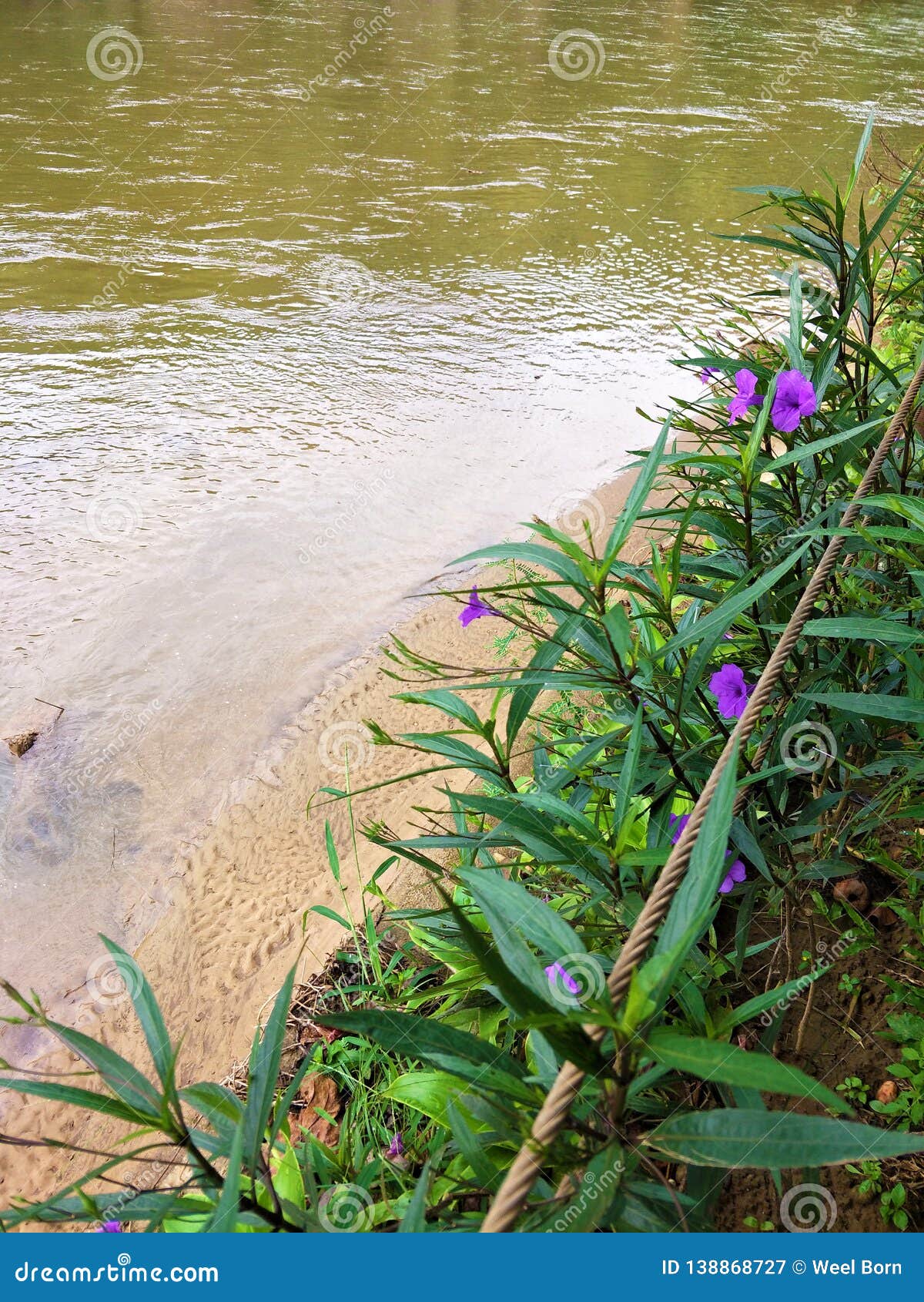 Purple Flowers beside the River Stock Image - Image of cloud, clear ...