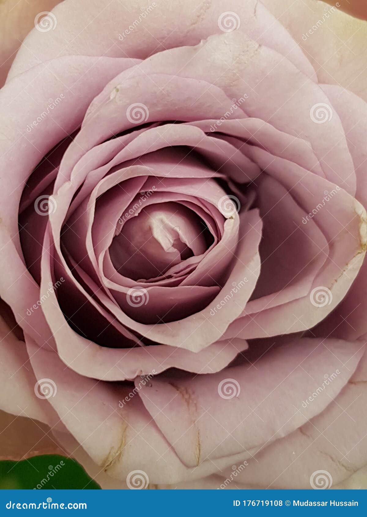 Purple Flowers Rose Plant Stem Stock Photo - Image of stem, plant ...