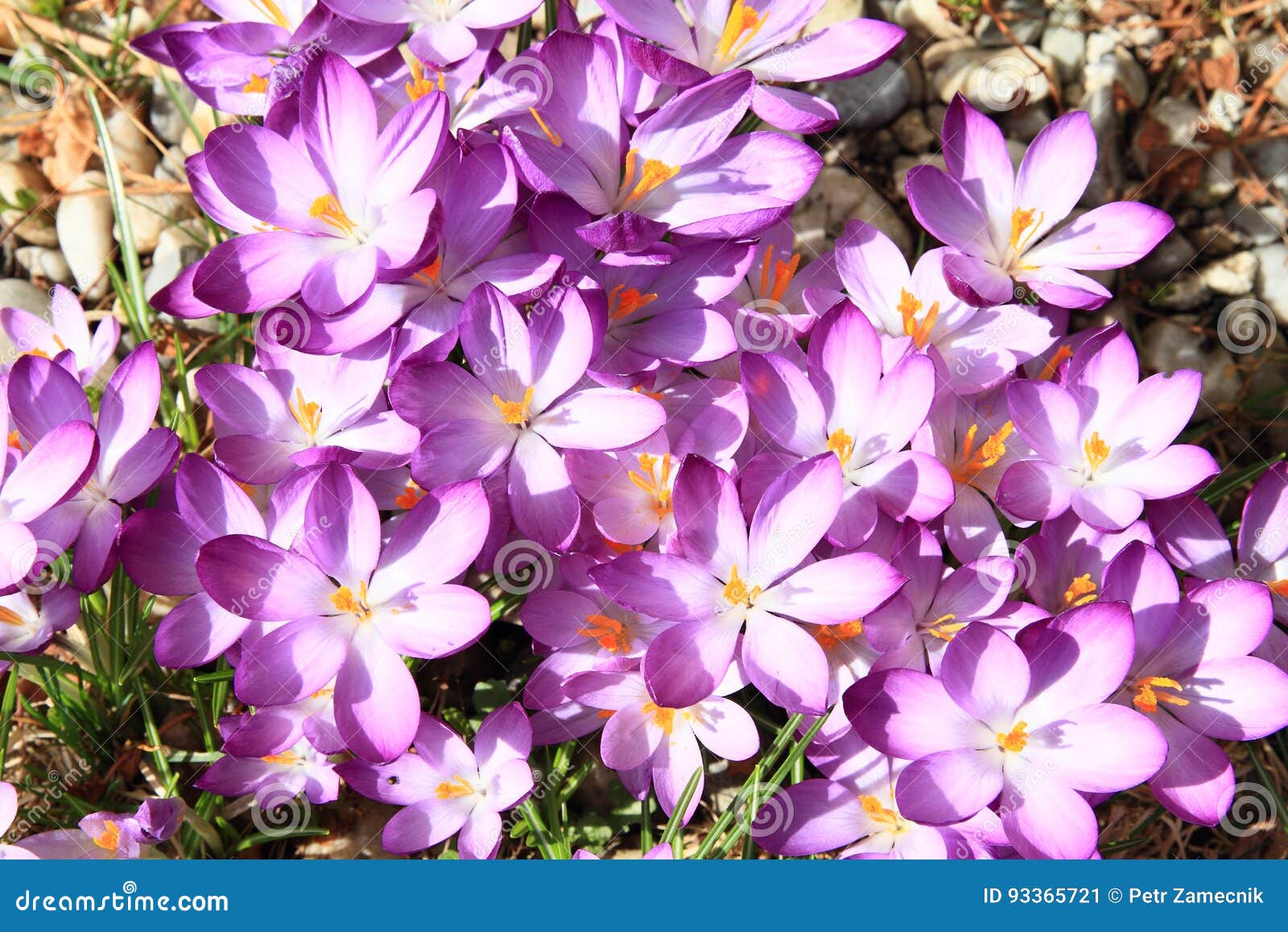 Purple flowers - saffron stock image. Image of spice - 93365721