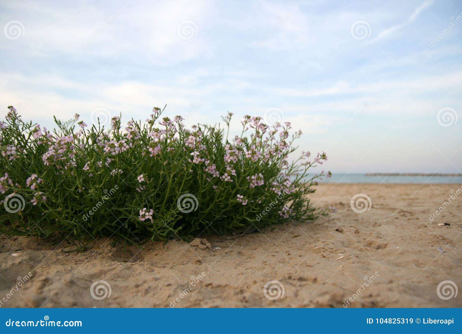Purple Flowers on the Sand Dunes Stock Image - Image of beach, meadow ... Purple Flowers on the Sand Dunes Stock Image - Image of beach, meadow ...