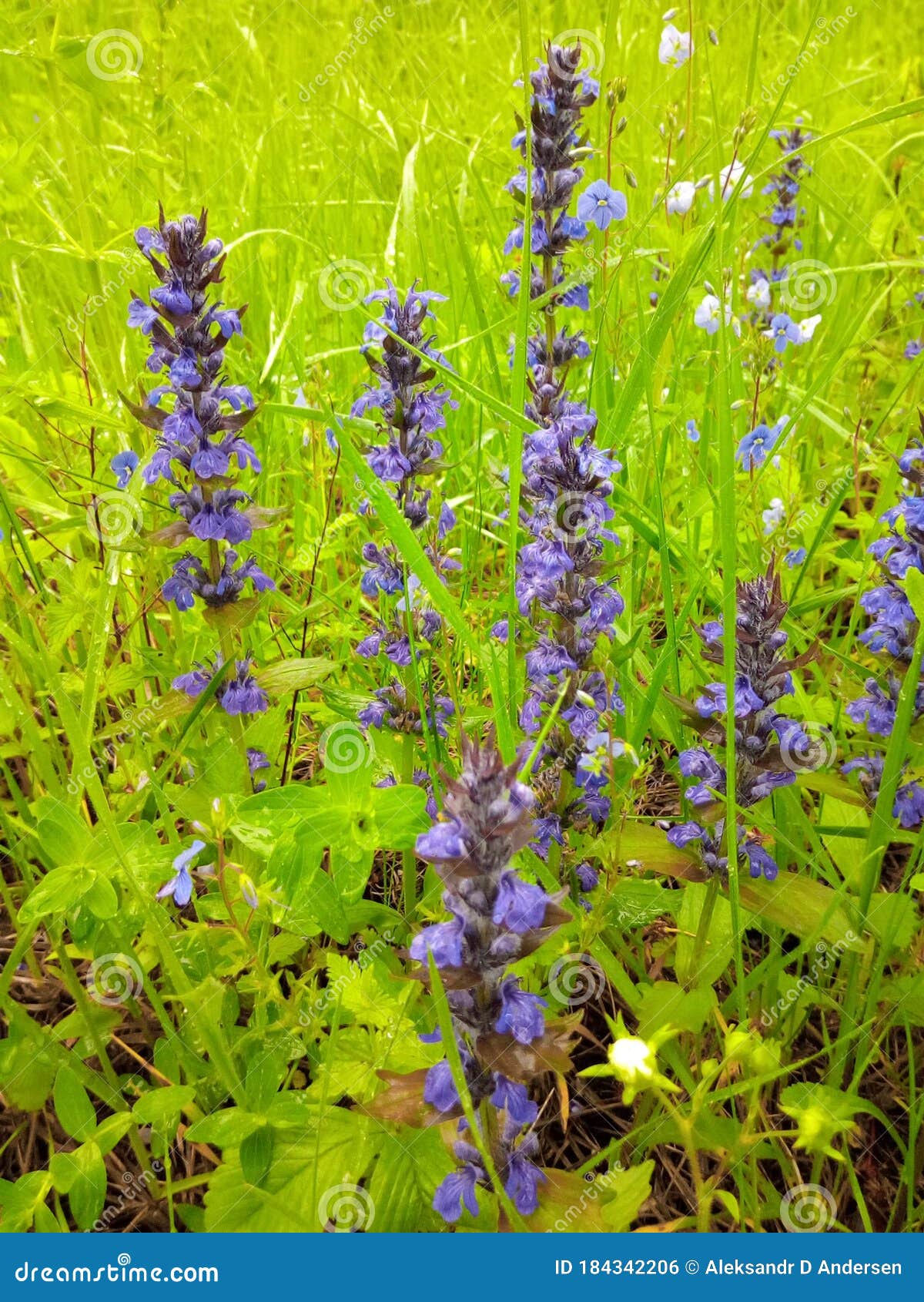 554 Slender Stems Photos - Free & Royalty-Free Stock Photos from Dreamstime