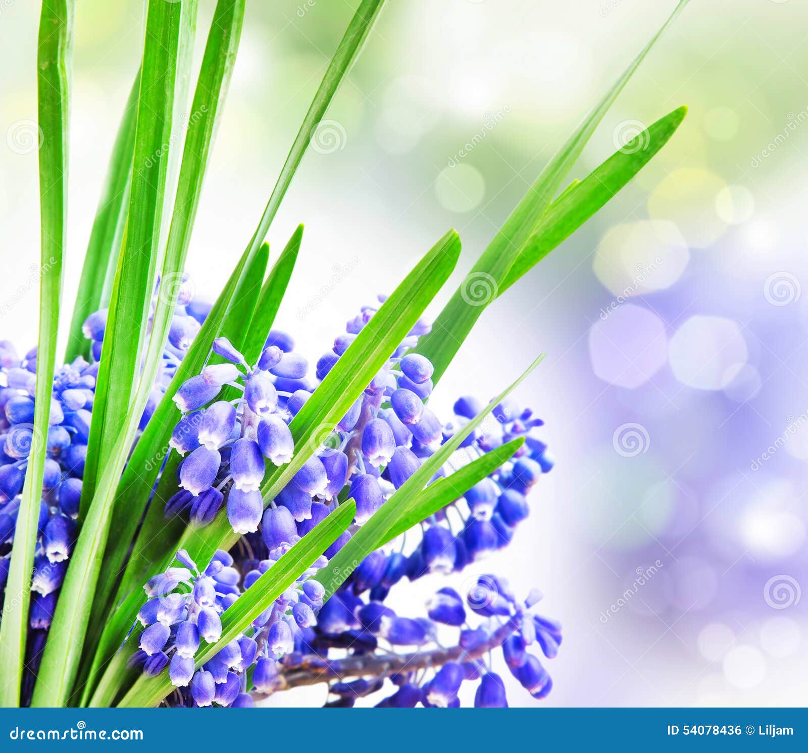 Purple Flowers in Spring stock photo. Image of freshness - 54078436