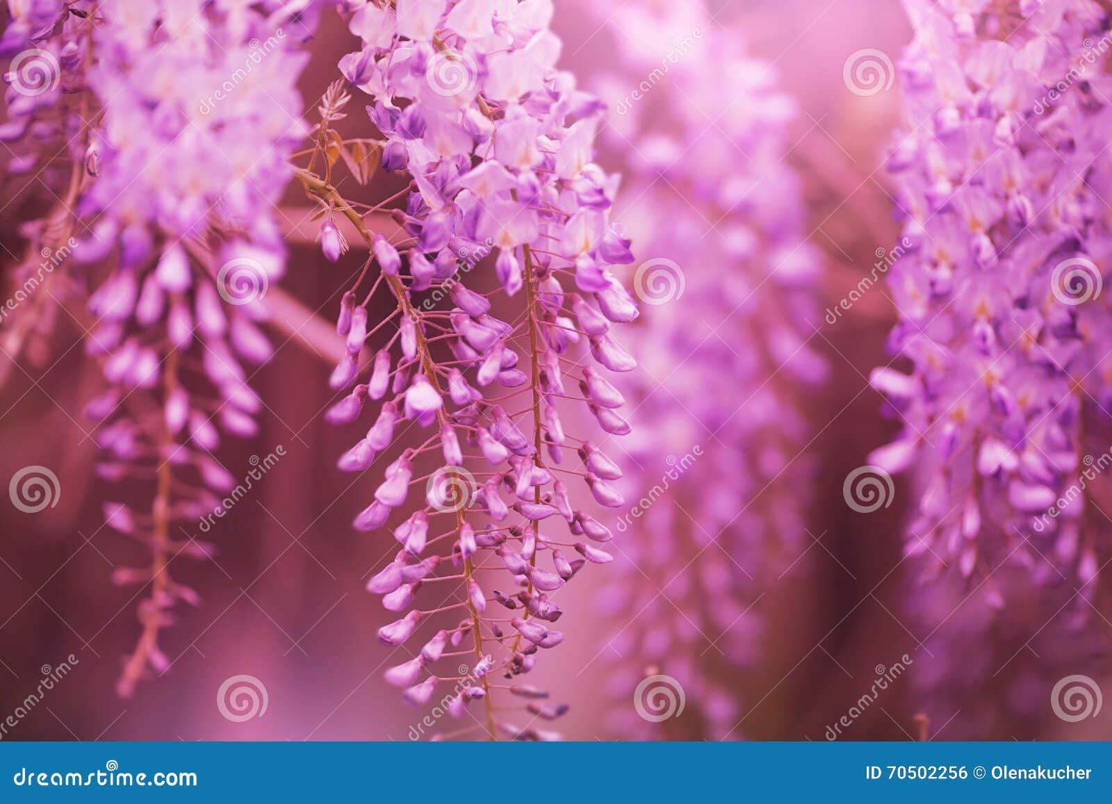 Purple flowers in spring stock photo. Image of flower - 70502256