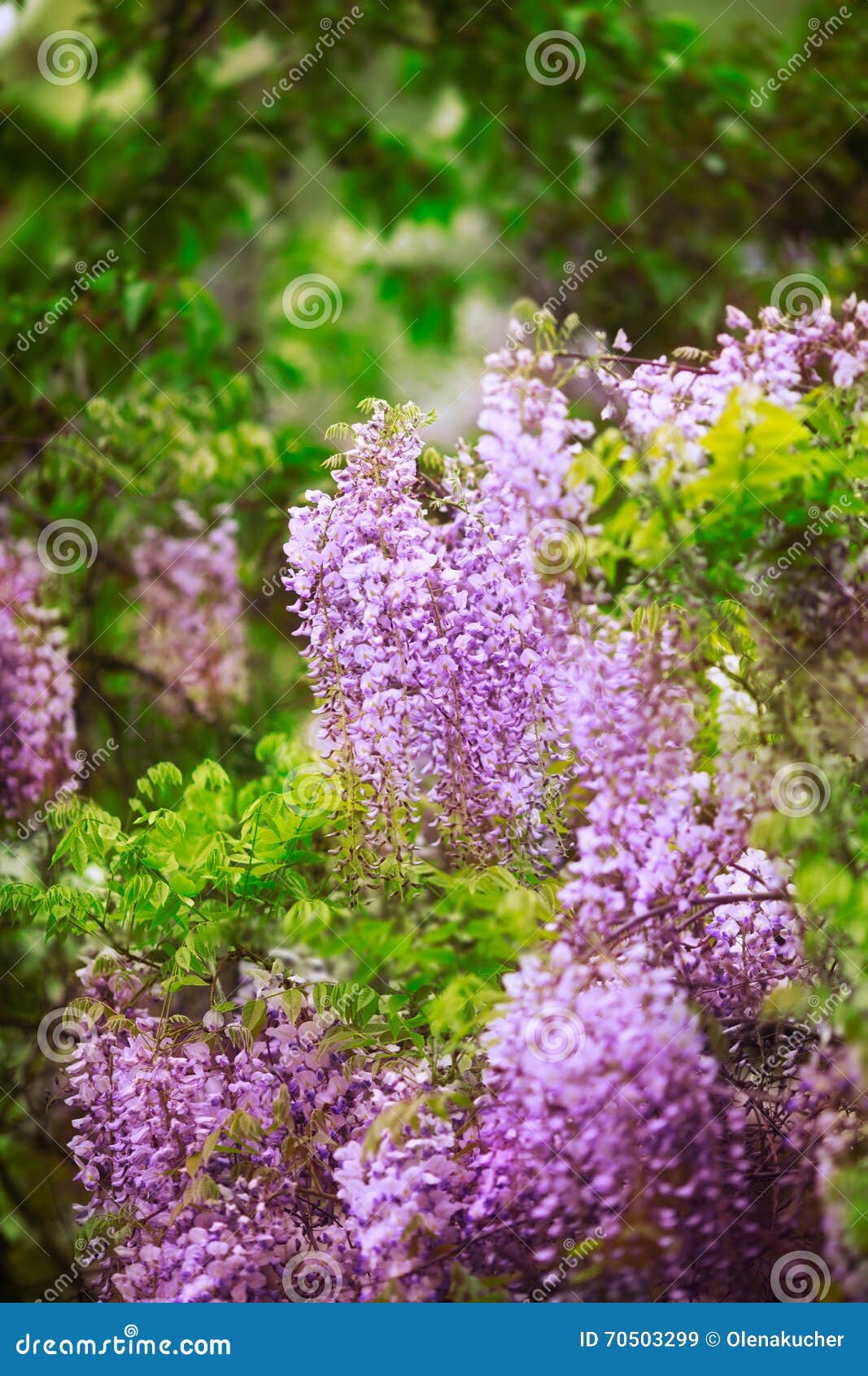 Purple flowers in spring stock image. Image of power - 70503299