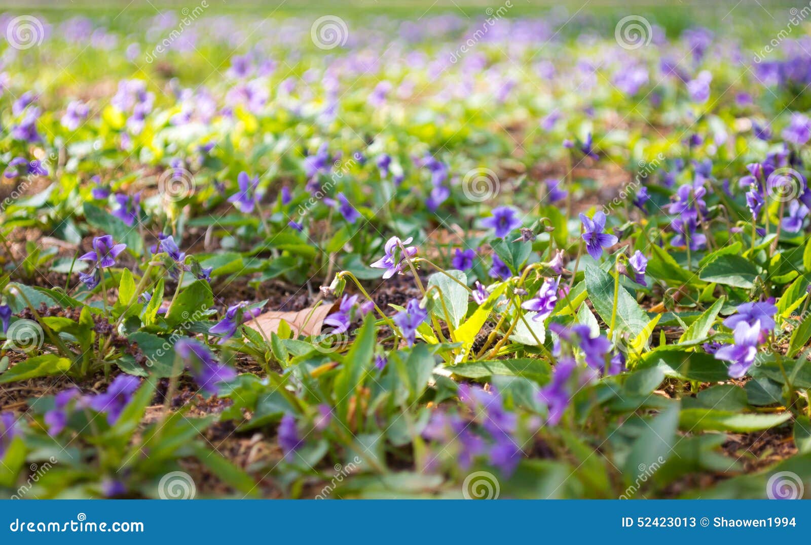 Purple flowers in spring stock image. Image of basket - 52423013