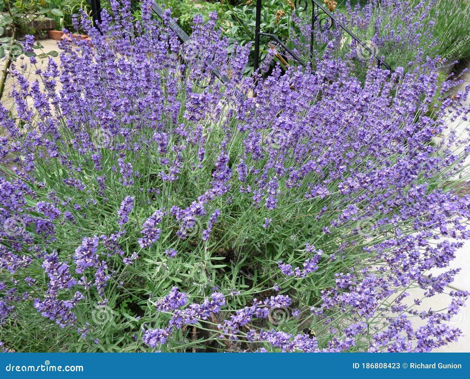 Purple Flowers in Spring in June Stock Image - Image of flower ...