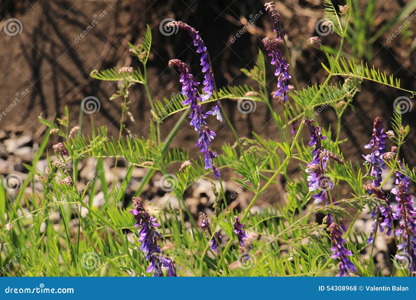 Purple flowers in spring. stock photo. Image of droplets - 54308968