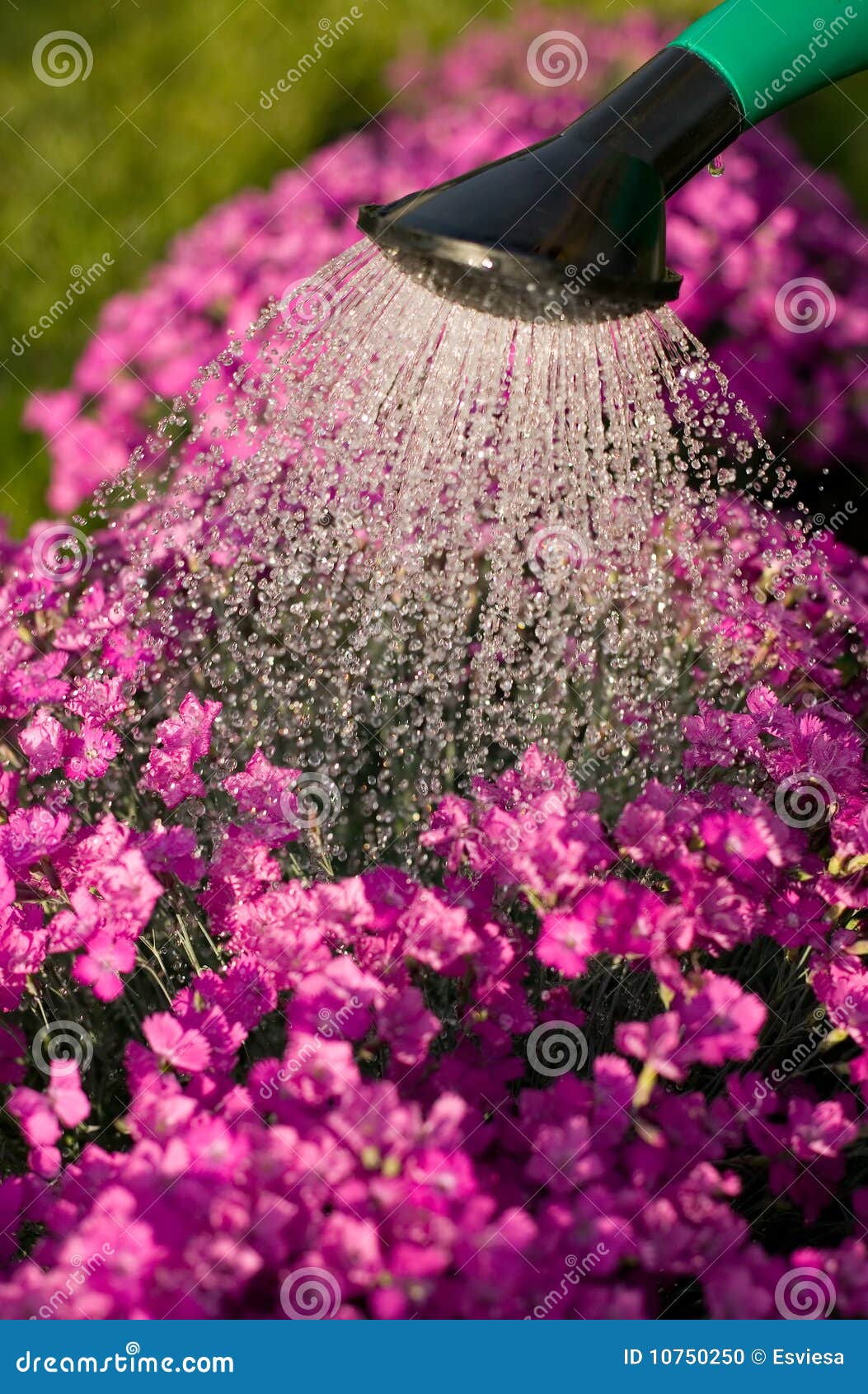 Purple Flowers and Sprinkler Stock Photo - Image of nature, summer ...