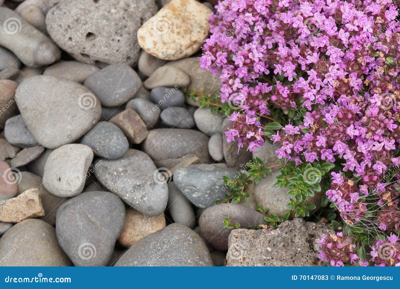 Purple flowers and stones stock image. Image of violet - 70147083