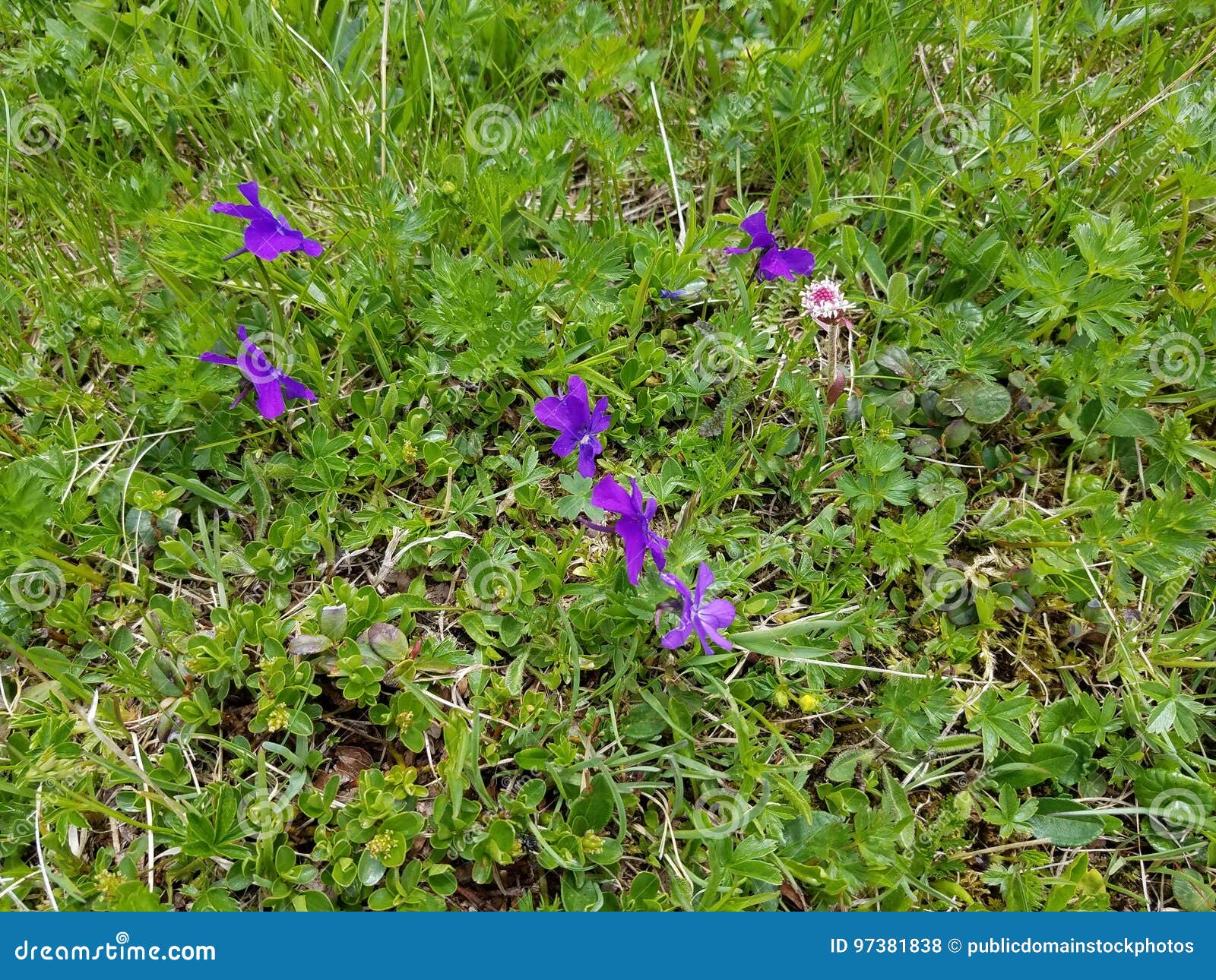Purple Flowers In The Swiss Alps Picture. Image: 97381838
