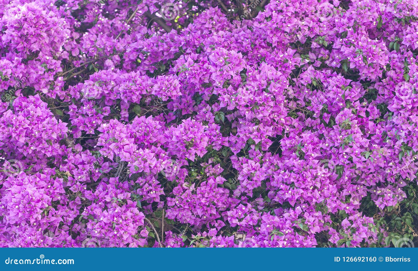 The Purple Flowers Texture Closeup. Stock Photo - Image of floral ...