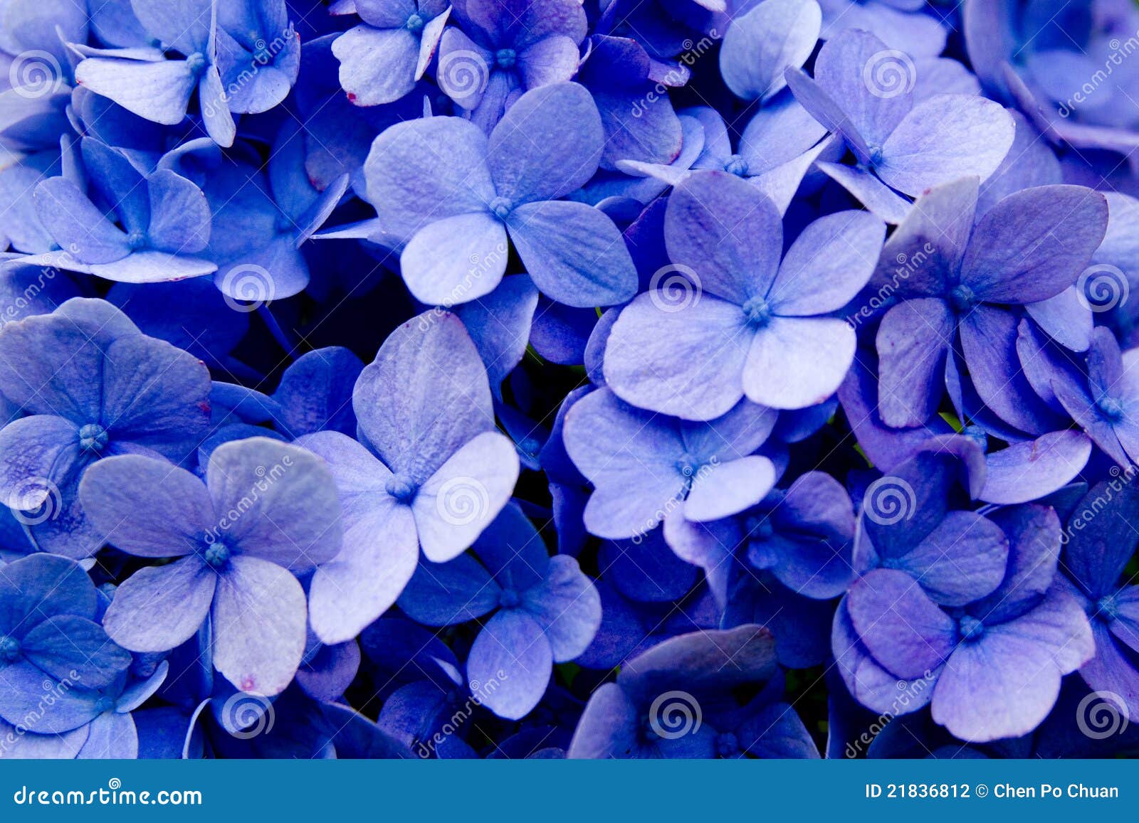 Flowers Texture Royalty-Free Stock Photography | CartoonDealer.com ...