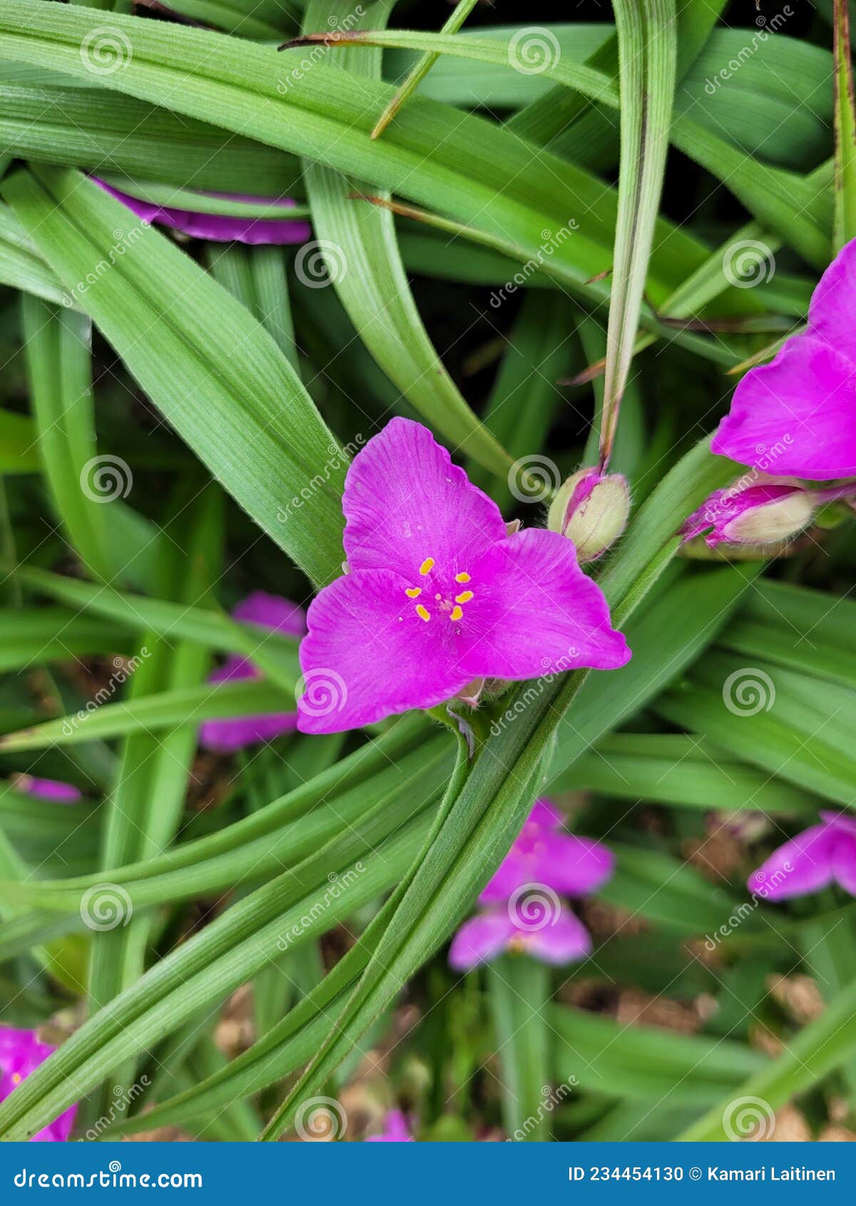 Purple Flowers with Three Petals Stock Photo - Image of orchid, plant ...